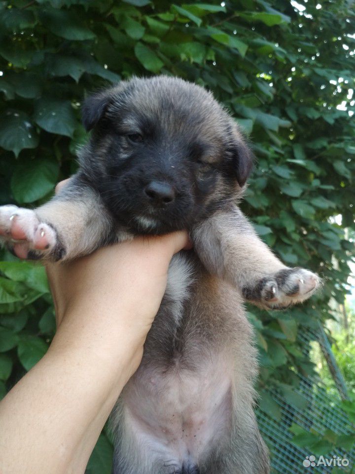 Щенки Метисы