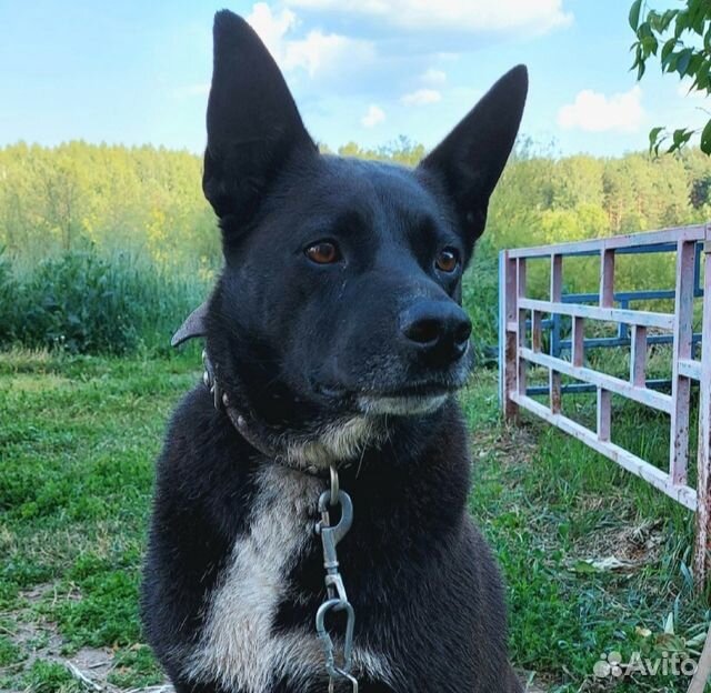 Пёс в добрые руки