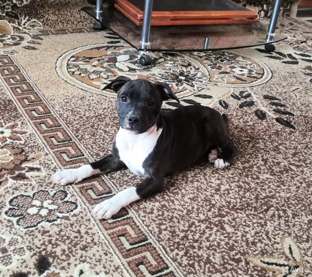 Стаффбуль девочка