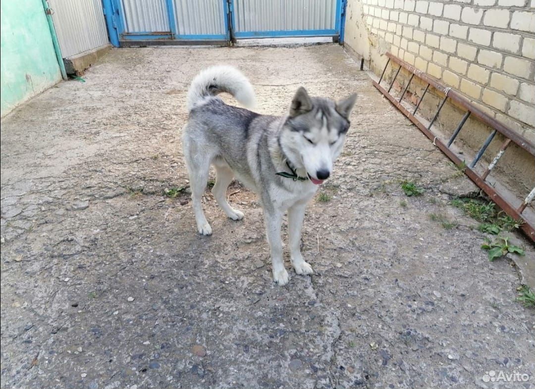 Сибирский хаски