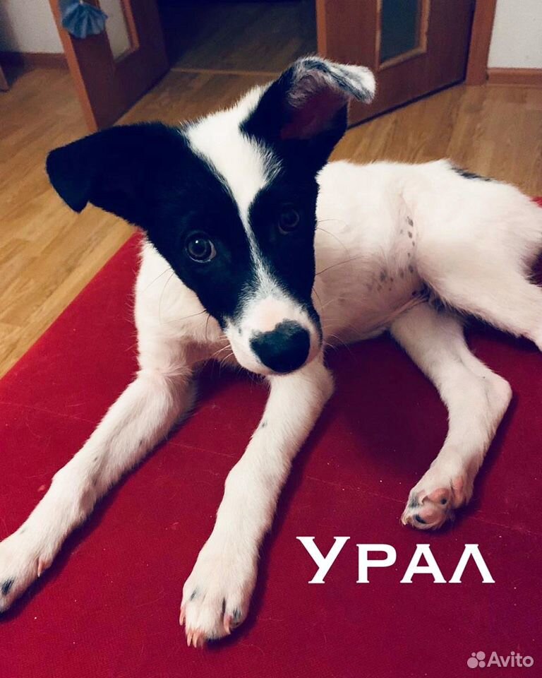 Щенок У Р А Л ищет дом