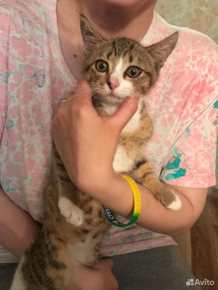 Котёнок