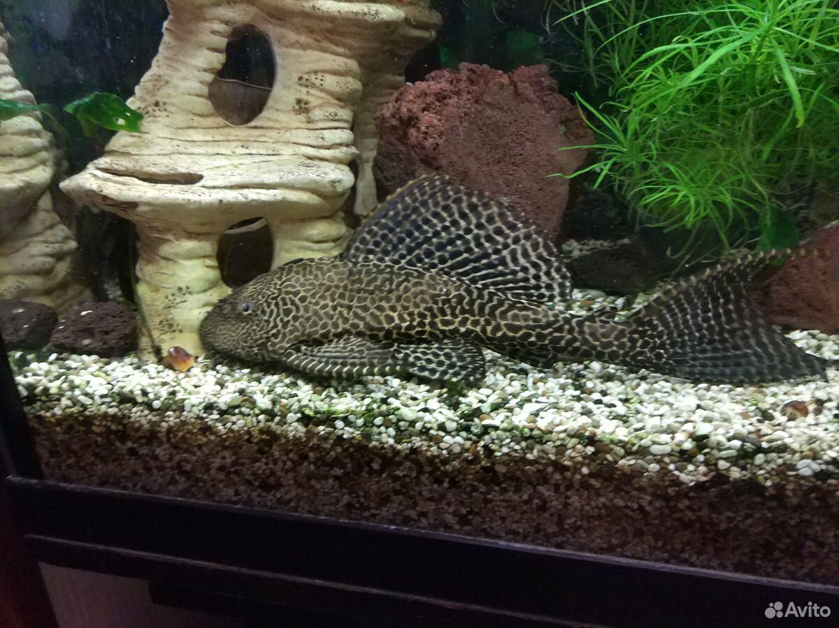 Сом парчовый