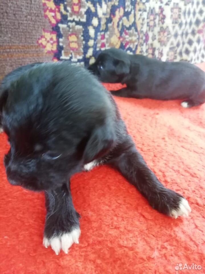 Продам щенят