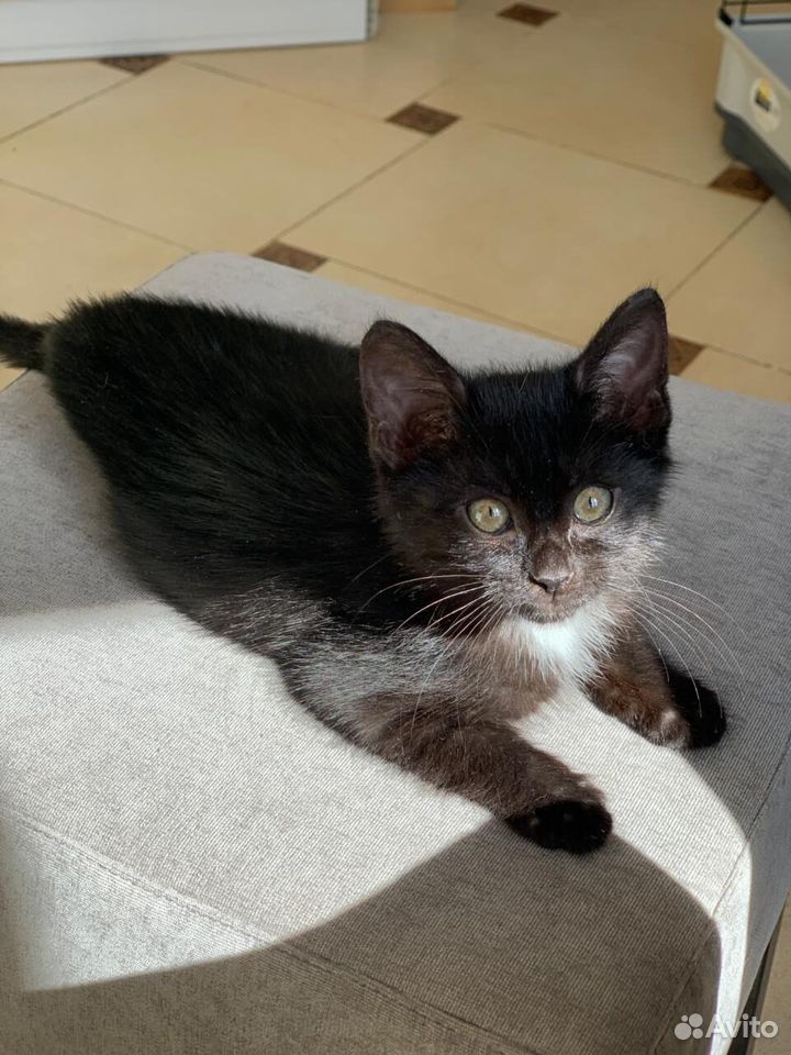 Чудо-котенок в добрые руки