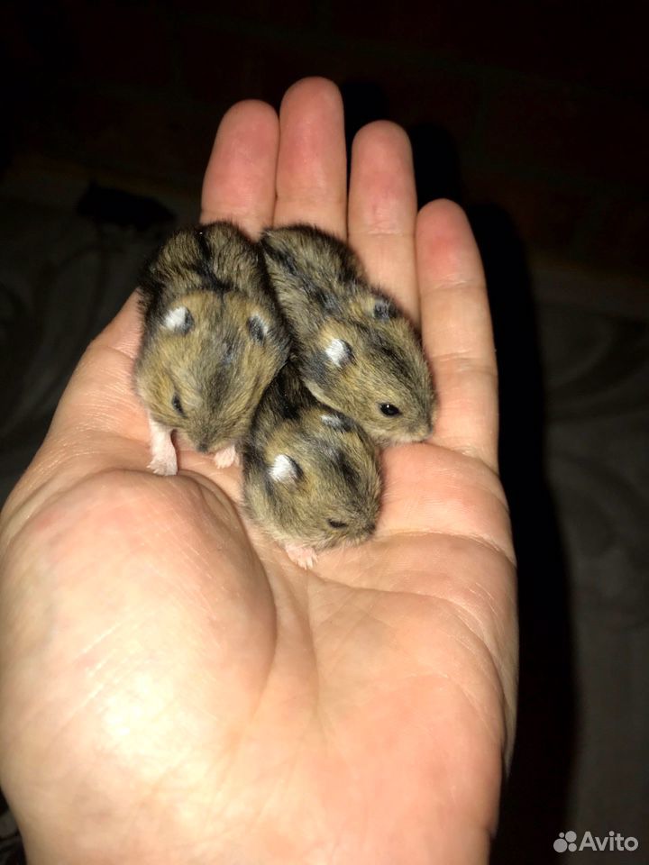 Джунгарский хомяк