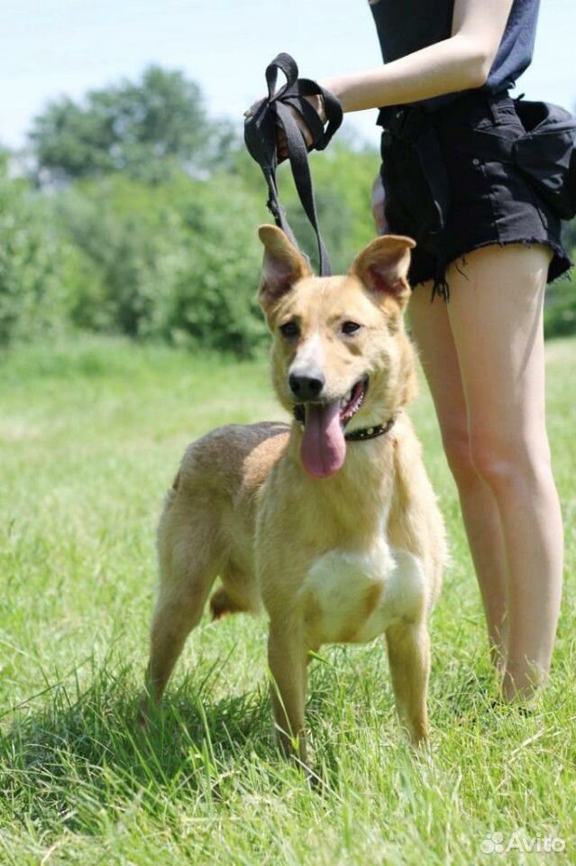 Собака рыжуля Сандра ищет дом и доброго хозяина