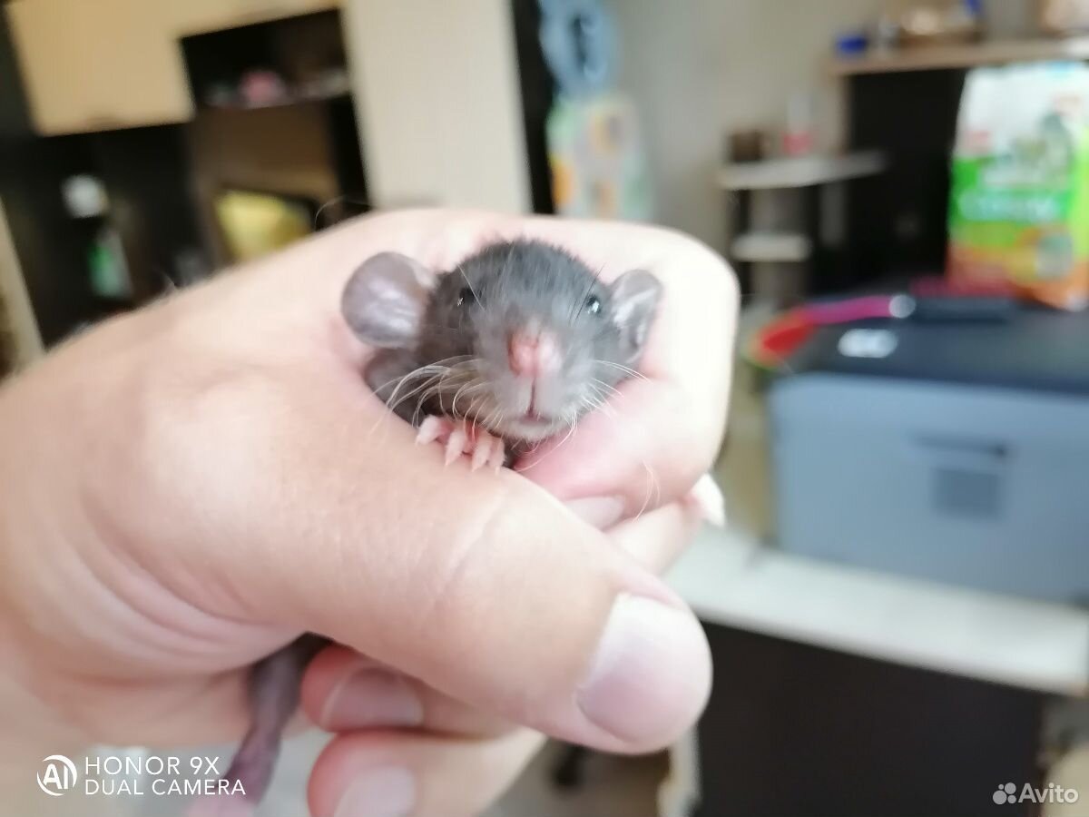 Крысята дамбо кудрявые и классические