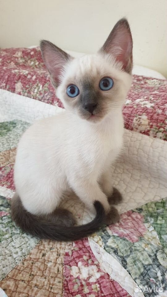 Тайский клубный котенок от породистых родителей