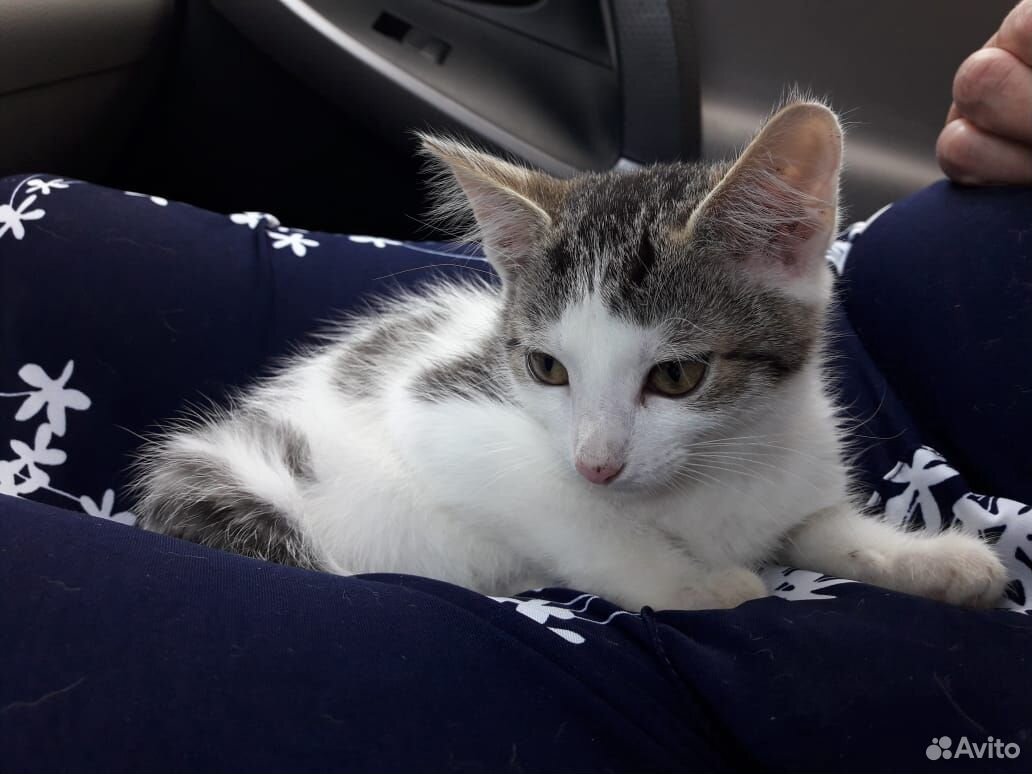 Котенок Молли ищет дом