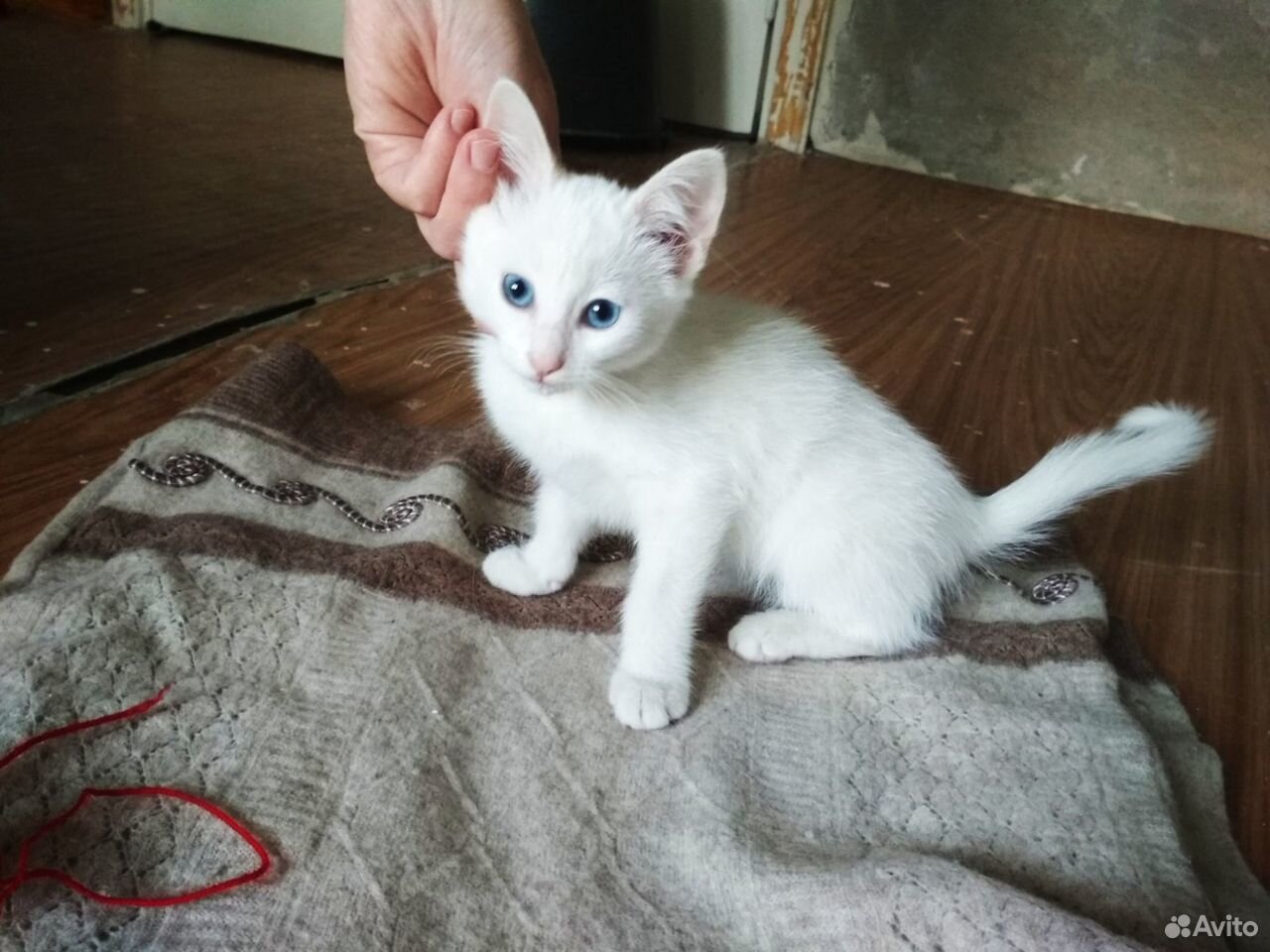 Отдам кошечку в добрые руки