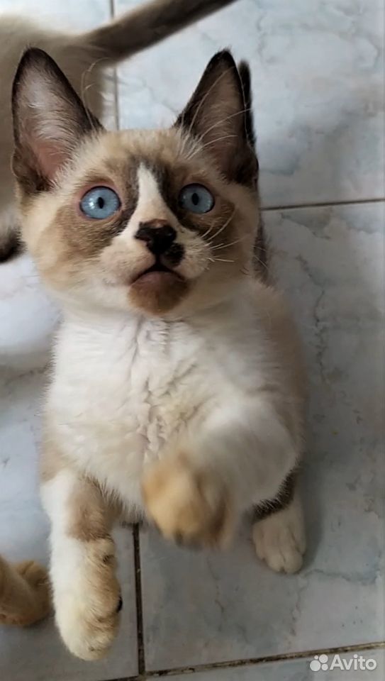 Котенок Бамбосик ф1