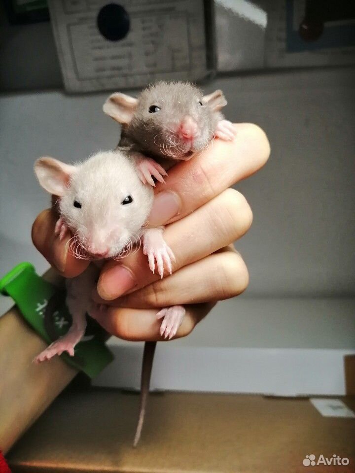 Крысята фазз бархатные малыши