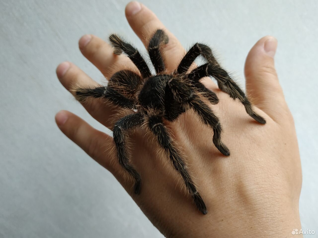 Паук самец для новичков