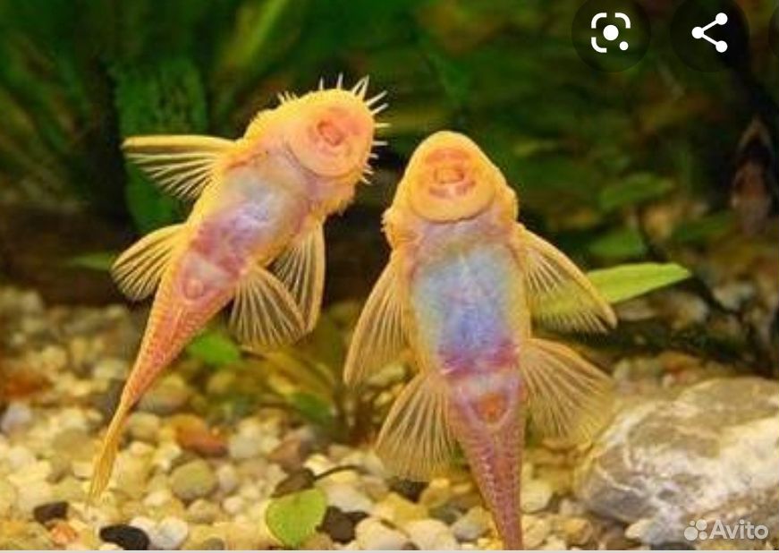 Сом анцитрус альбинос 2 шт