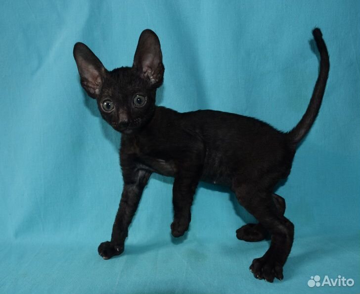 Корниш рекс шикарные котята