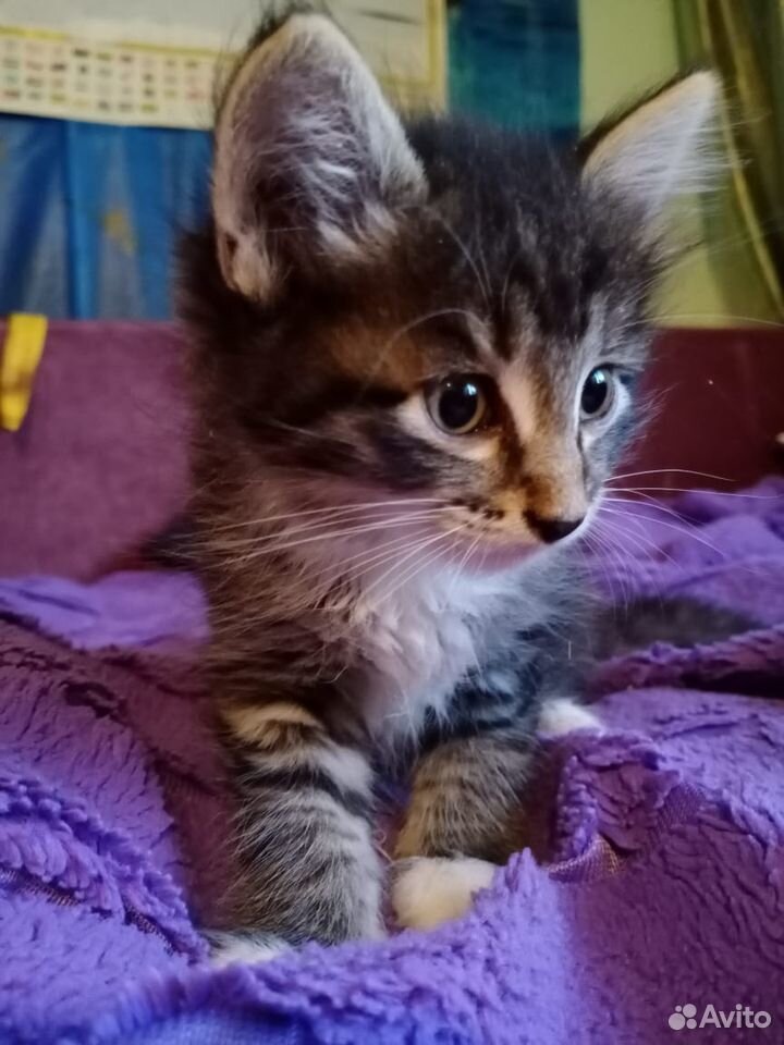 Милые котята