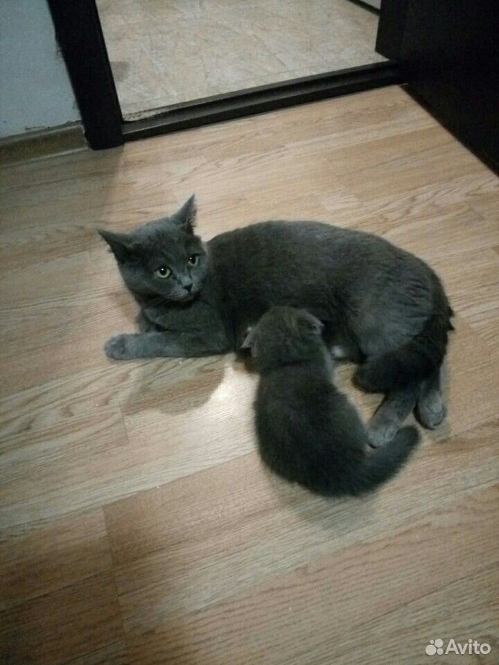 Котята "Британцы"