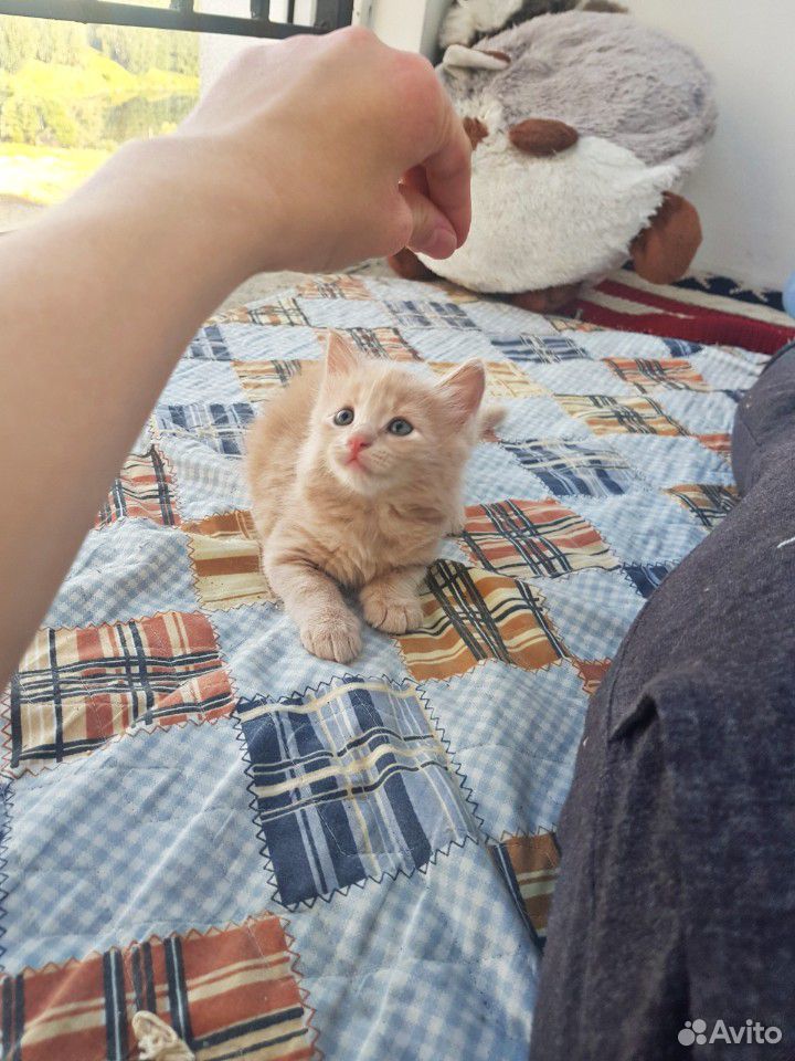 Отдам котенка