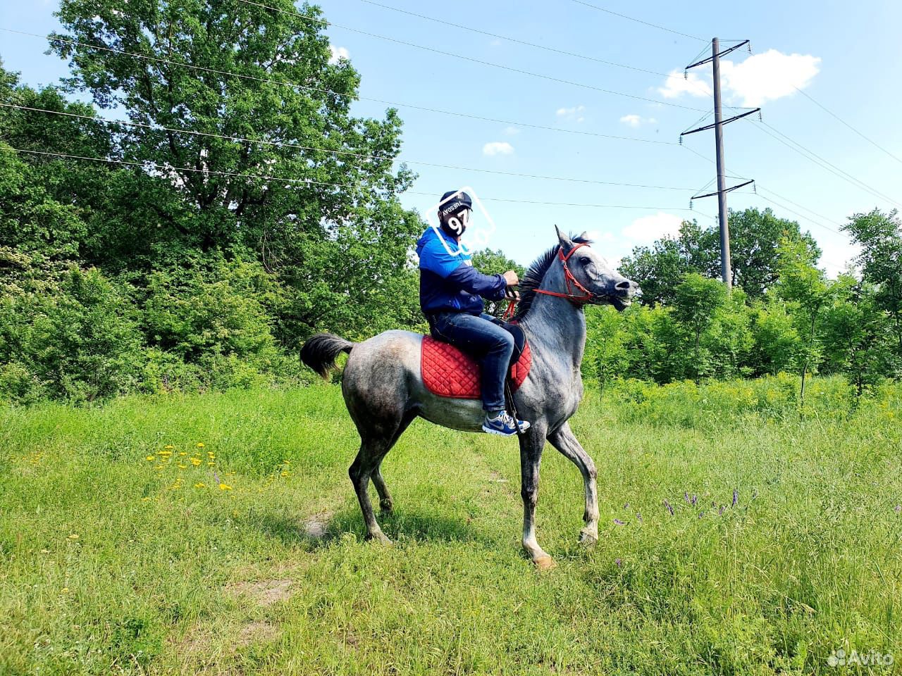 Арабская кобыла 4 года