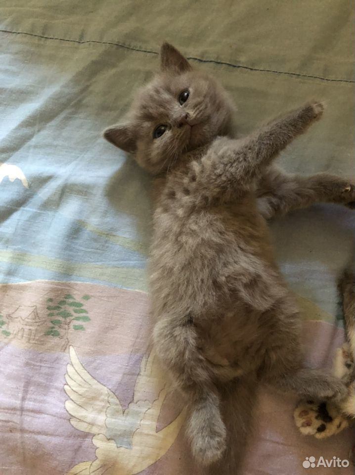 Шотландские котята
