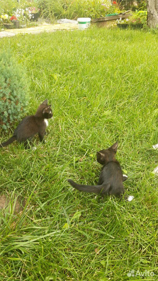 Котята