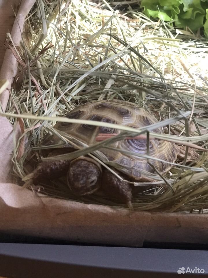 Черепаха сухопутная