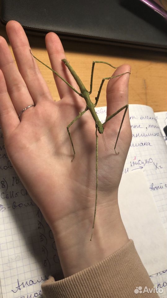 Аннамские палочники