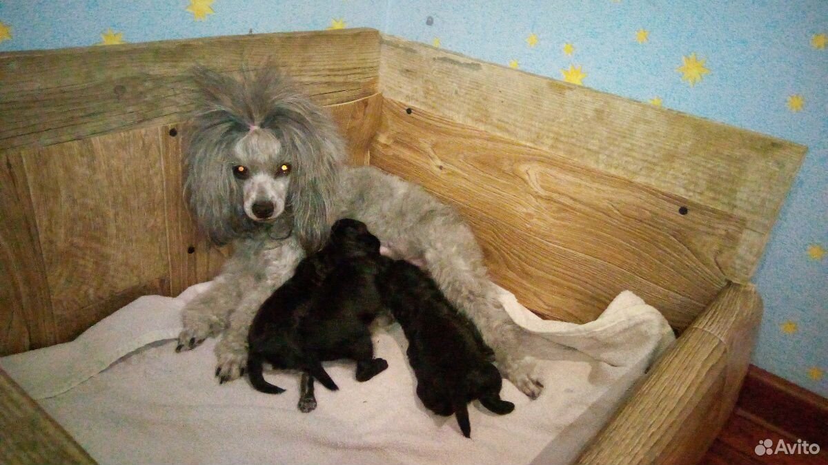 Щенки пудельки
