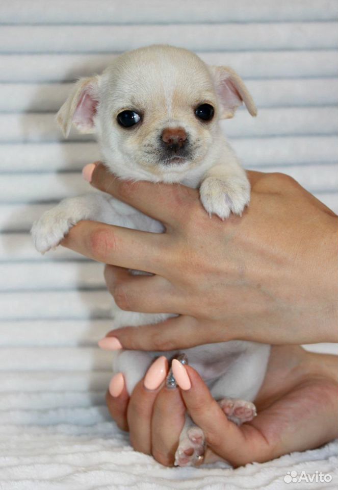 Чихуахуа мини-девочка куколка