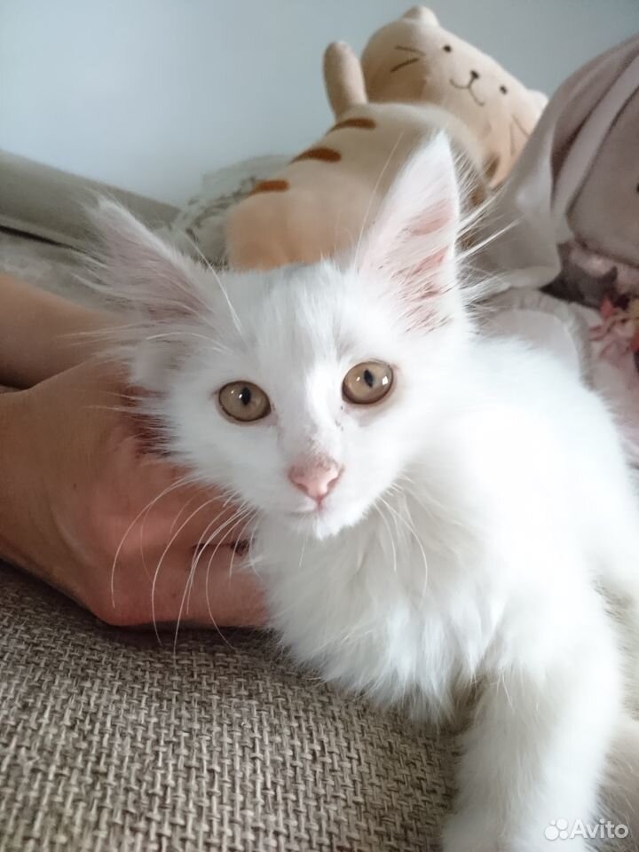 Белый пушистик