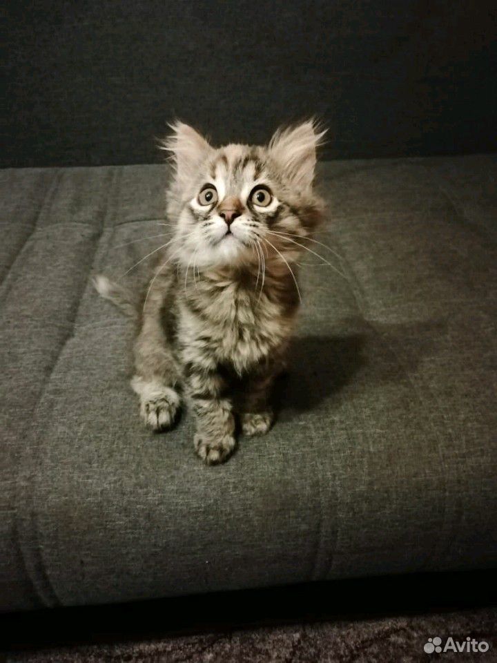 Сибирский котенок