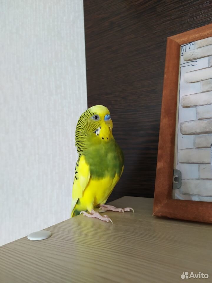 Попугайчик Гоша +клетка