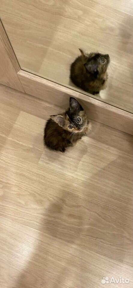 Котёнок