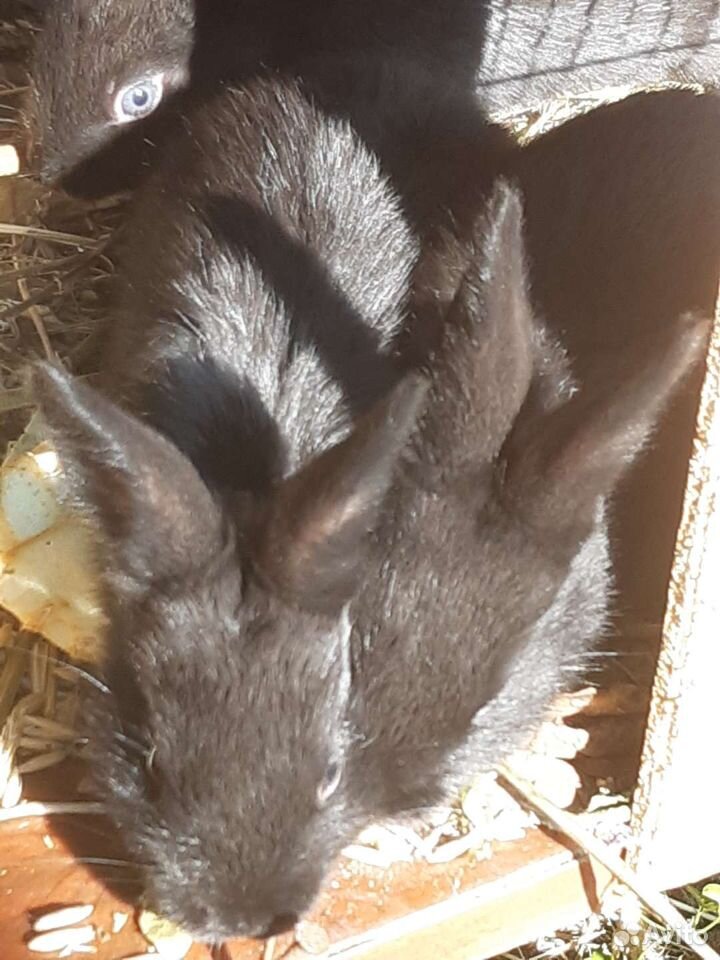 Крольчата 2 месяца