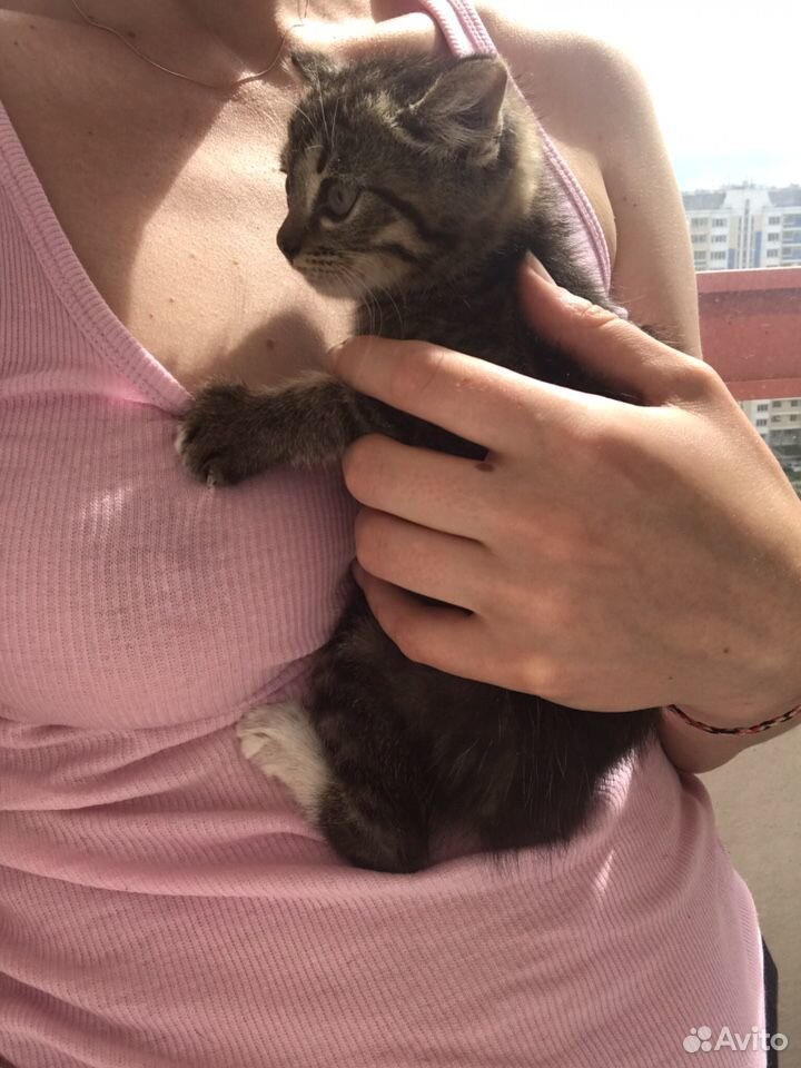 Котята ищут дом