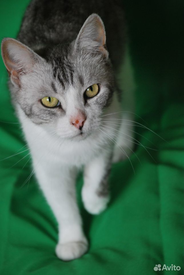 Киса ответственным людям