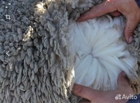 Шерсть овечья меринос