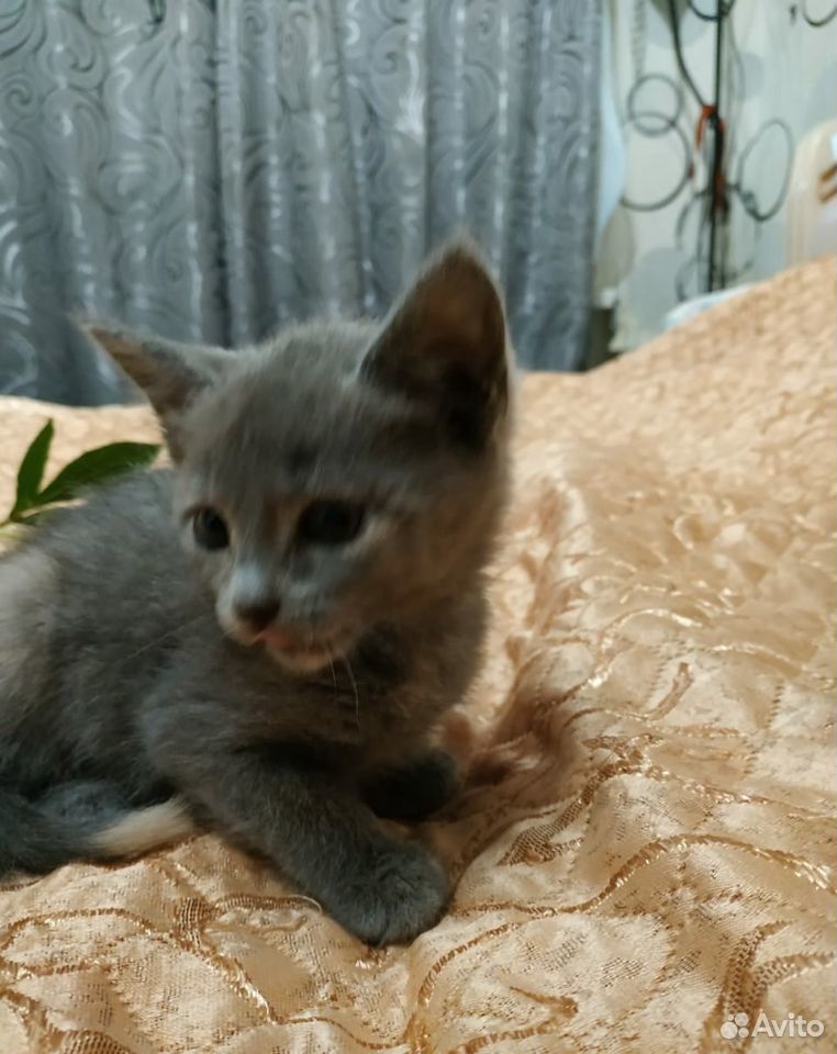 Котенок в дар