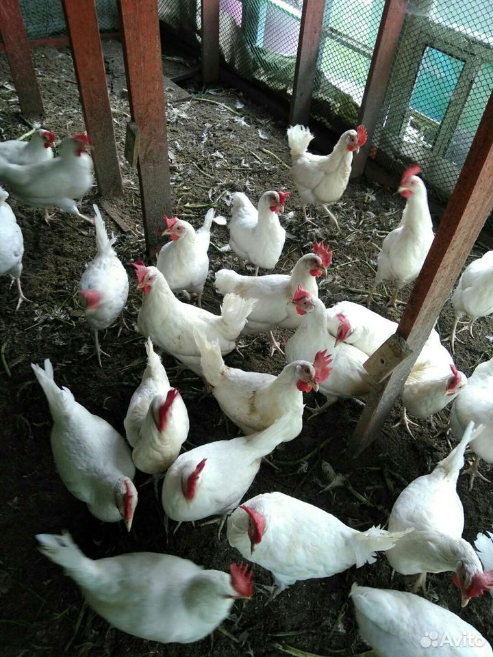 Курицы