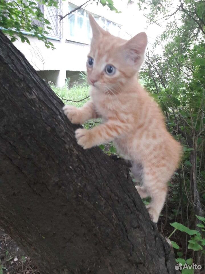 Кошка