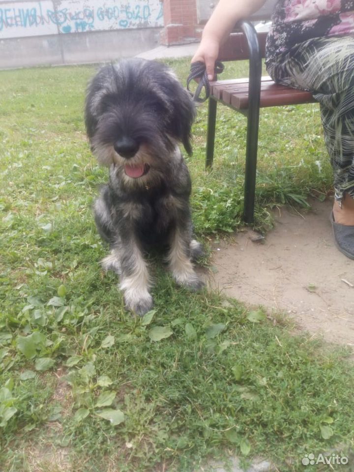 Миттельшнауцер