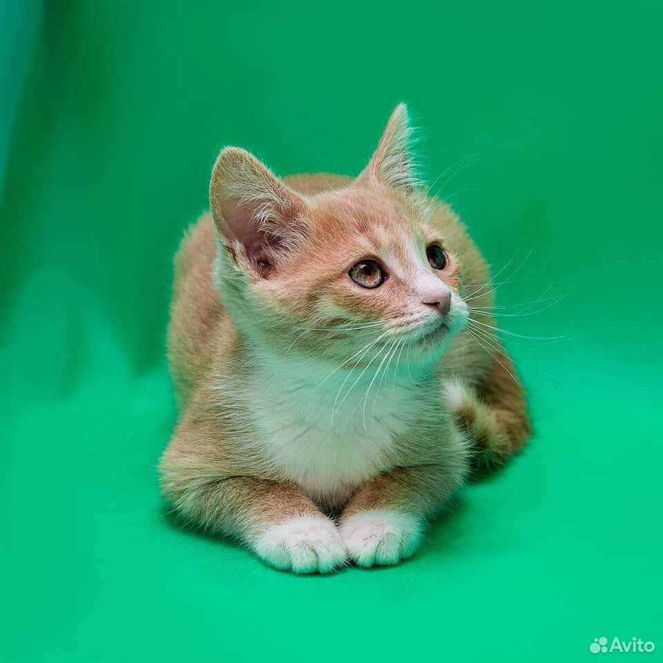 Котёнок Кузенька ищет Семью