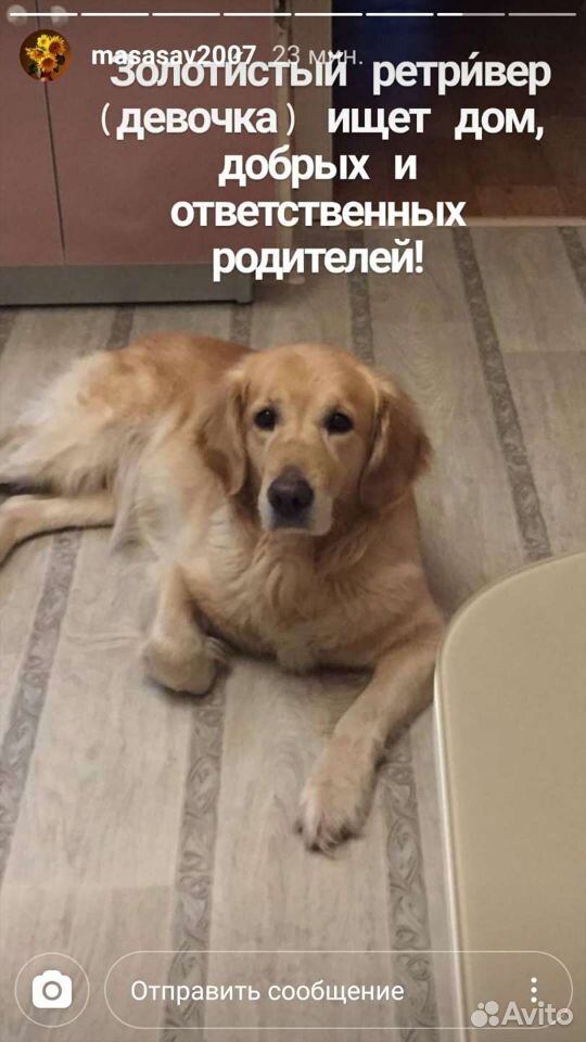 Собака золотистый ретривер