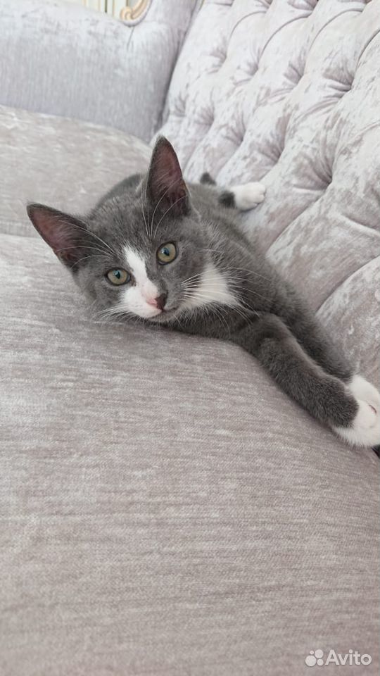 Ласковая киска