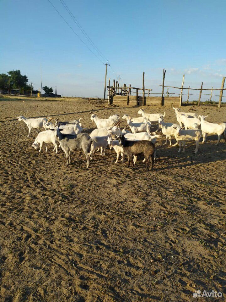Продаю коз с казлятами