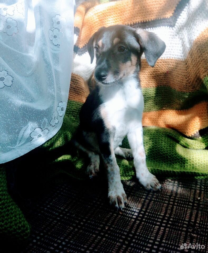 Щенок лисенок