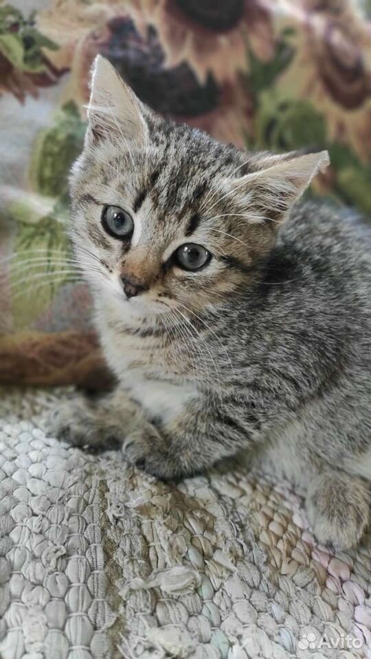 Серополосатый котенок (девочка) Ника в добрые руки