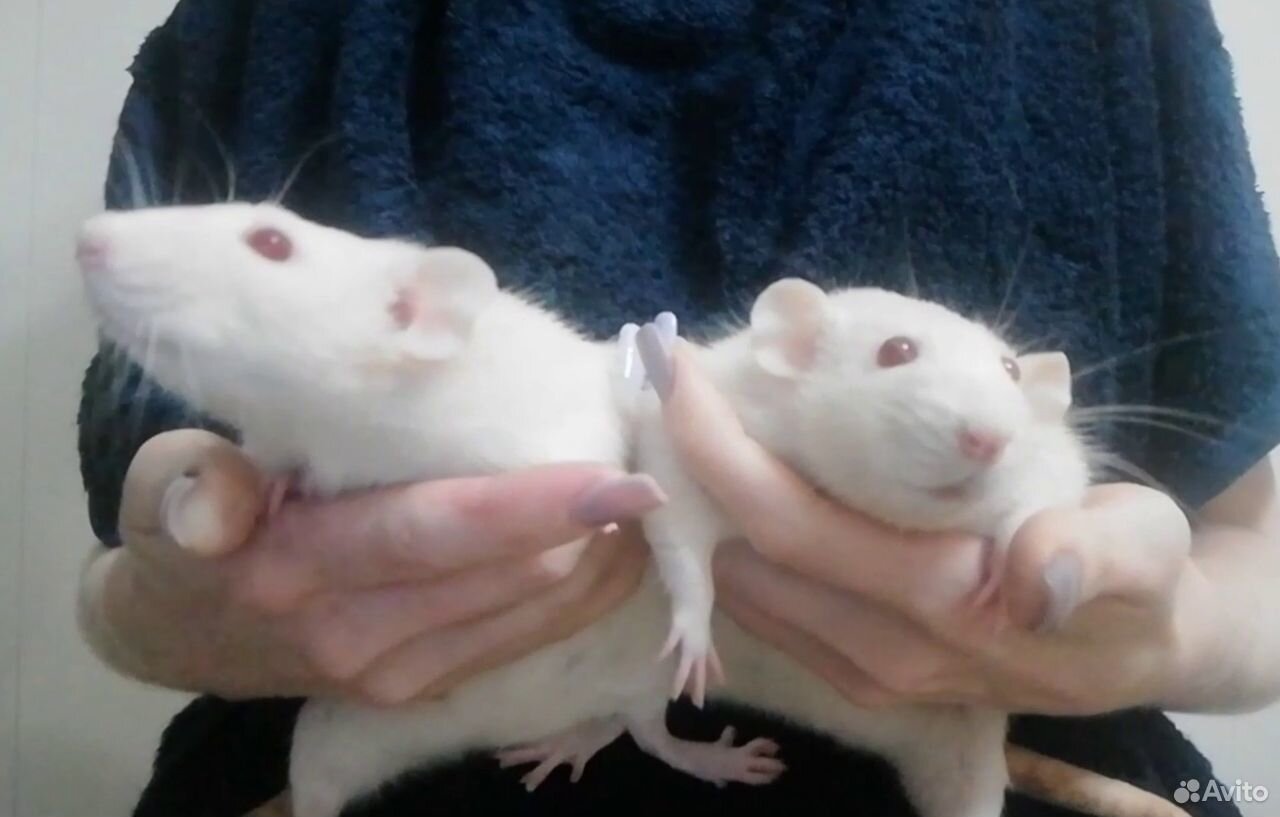 Крыса дамбо 2шт бесплатно