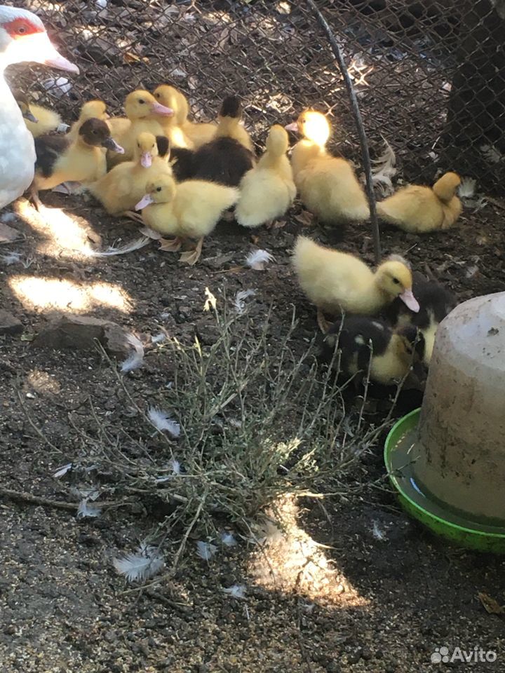 Индоутята подрощенные